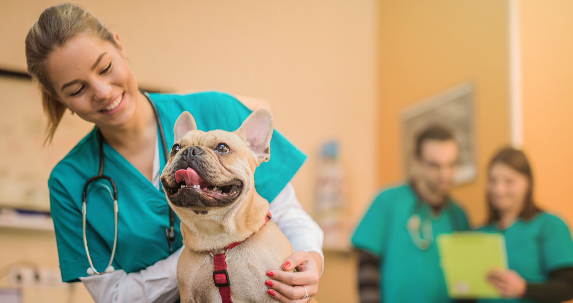 Google Ads Services for your Veterinary Practice | Petpack